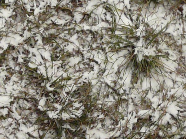 frozen ground texture 0002 - Texturelib